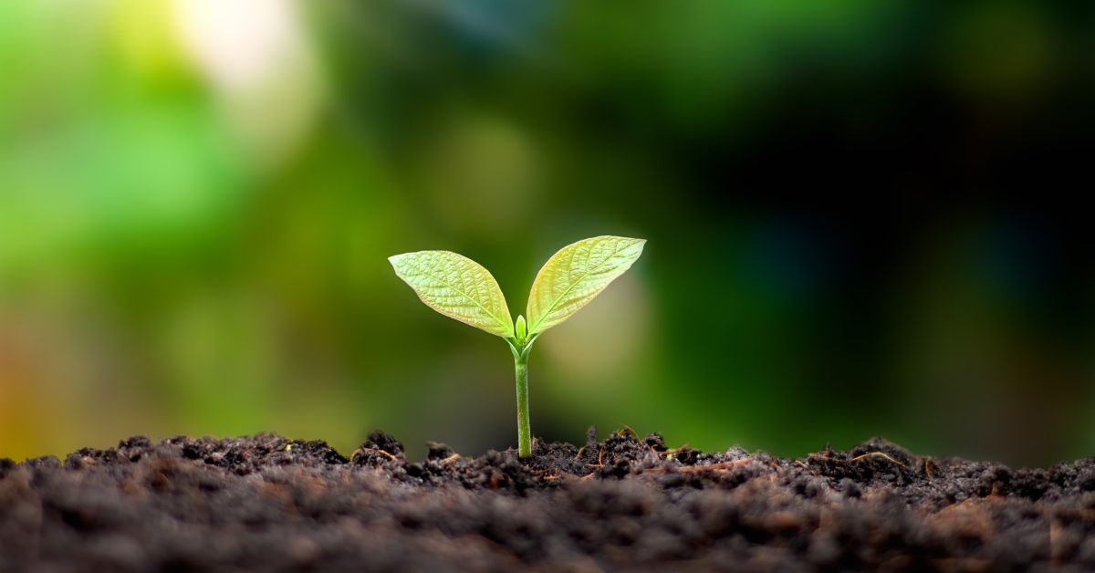 Spiritual nobility on home soil - Thomas More Centre